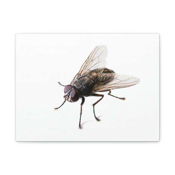 Express Your Love Gifts | Art | Majestic Black Fly Art Majestic Black ...